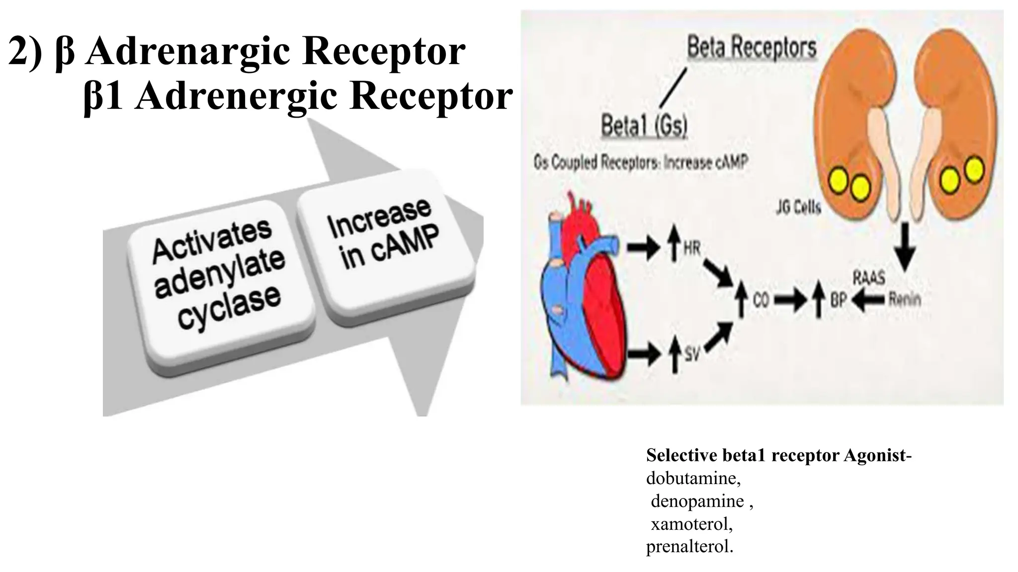 Systemic Pharmacology Of Autonomic Nervous System. Sympathomimetics ...