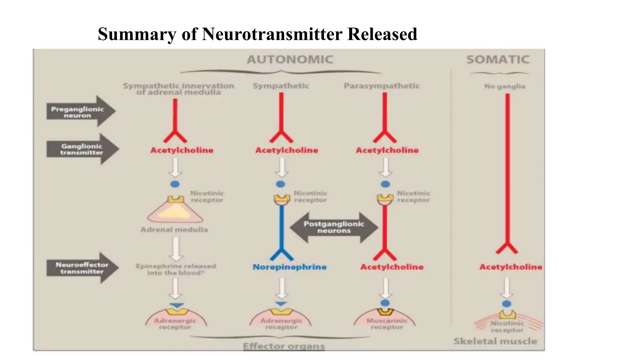 Systemic Pharmacology Of Autonomic Nervous System. Sympathomimetics ...