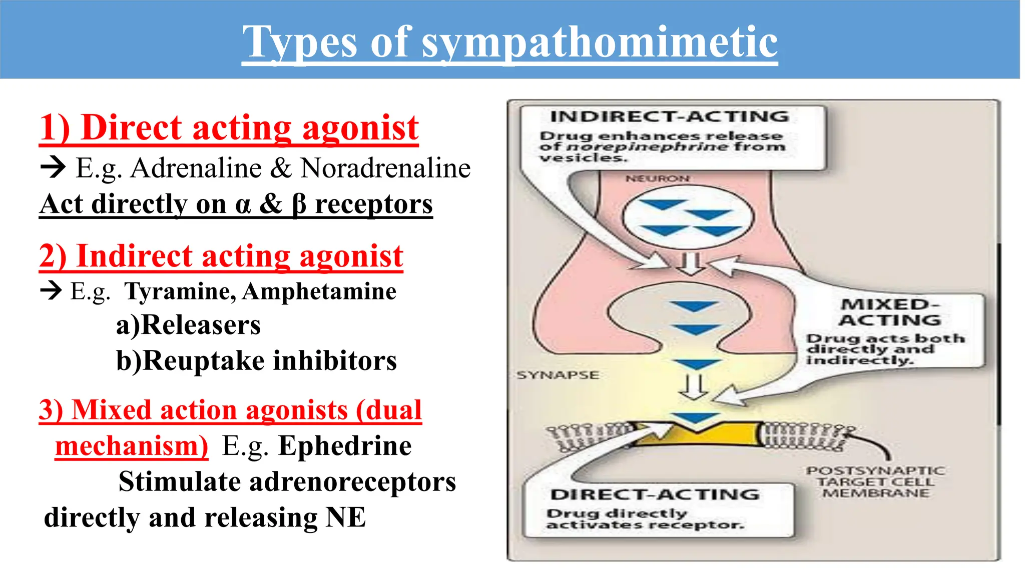 Sympathomimetics (ANS).pdf
