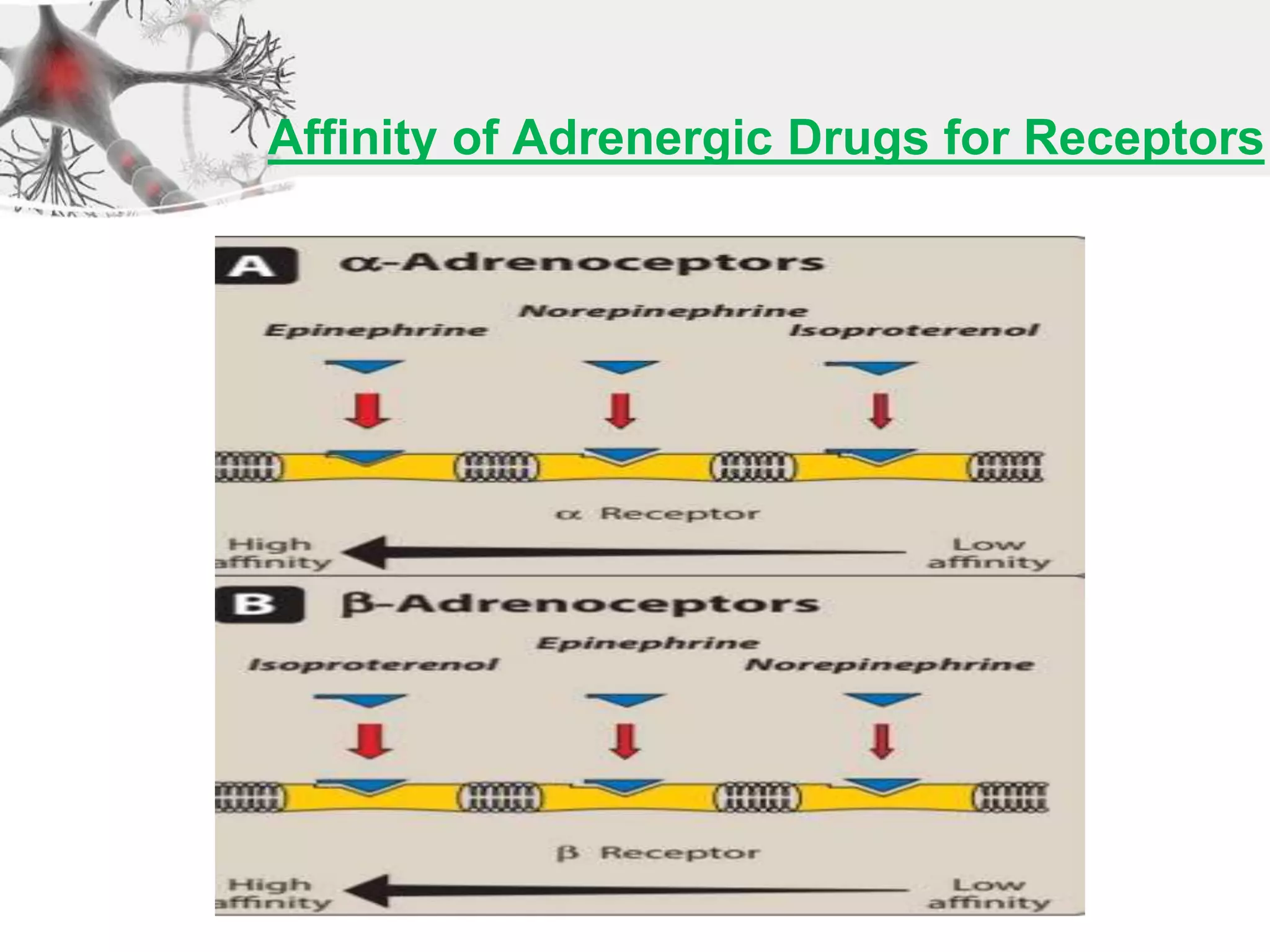 Sympathomimetics or Adrenergic Agonists (Introduction, Classification ...