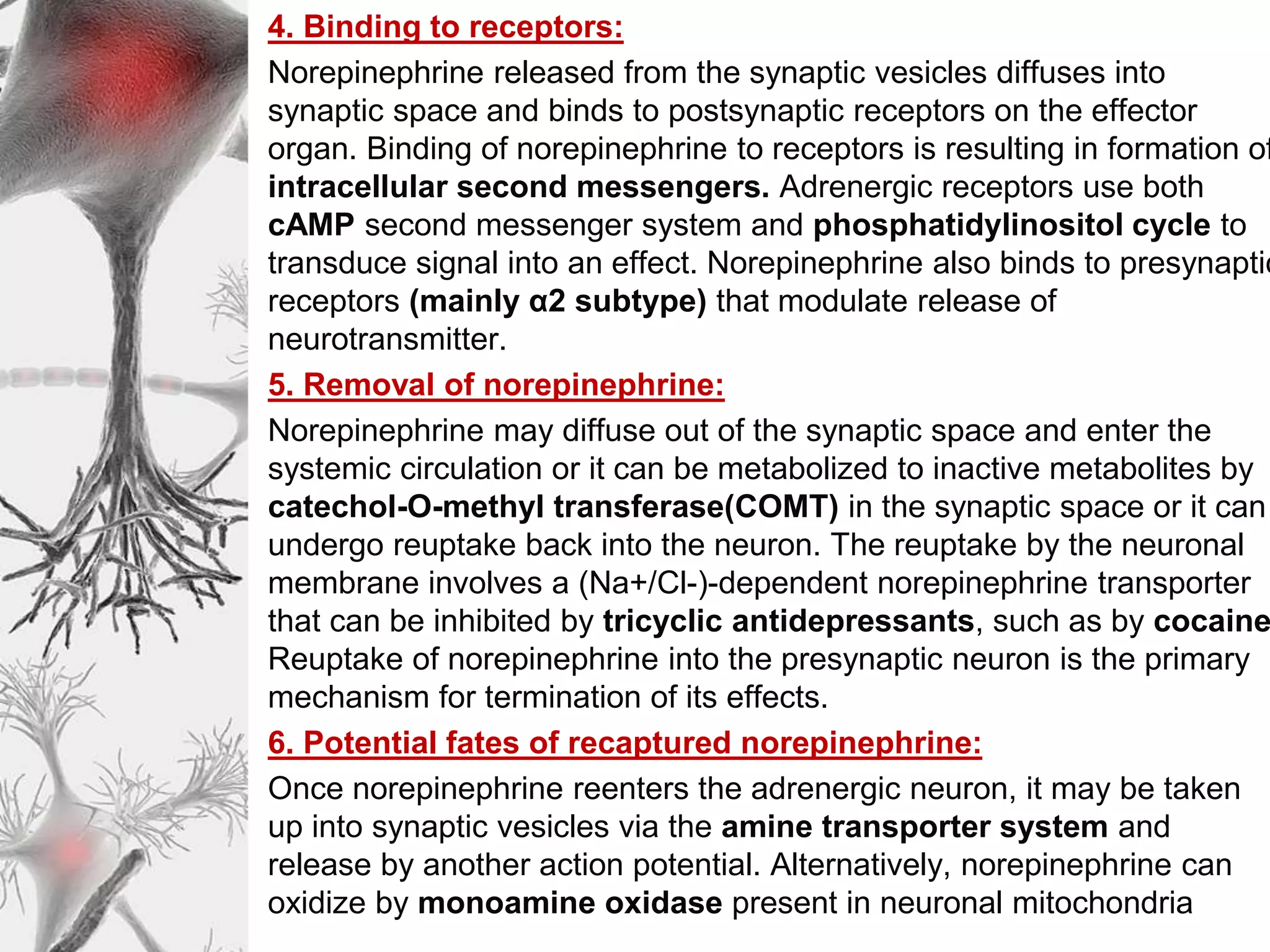 Sympathomimetics or Adrenergic Agonists (Introduction, Classification ...
