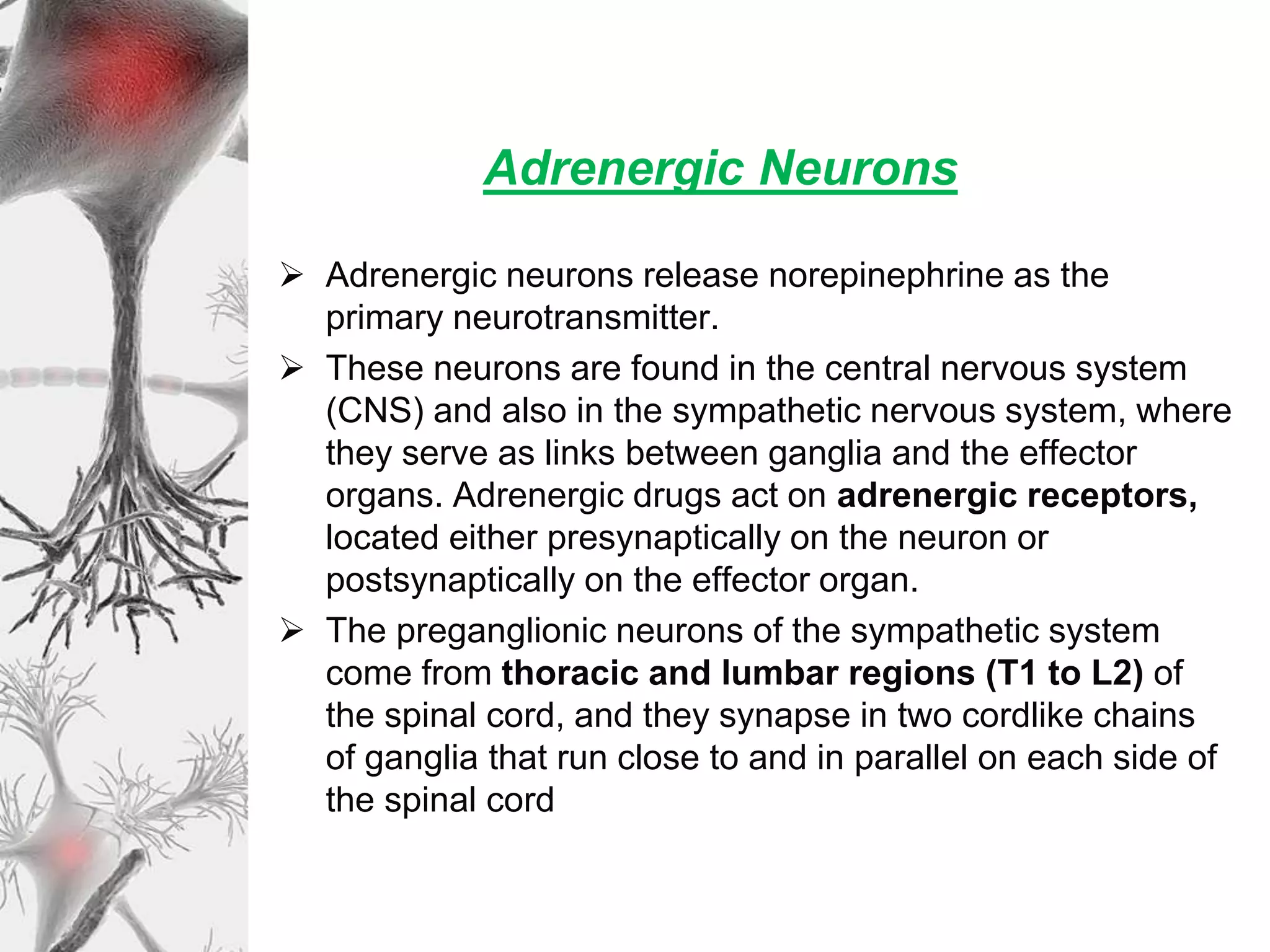 Sympathomimetics or Adrenergic Agonists (Introduction, Classification ...