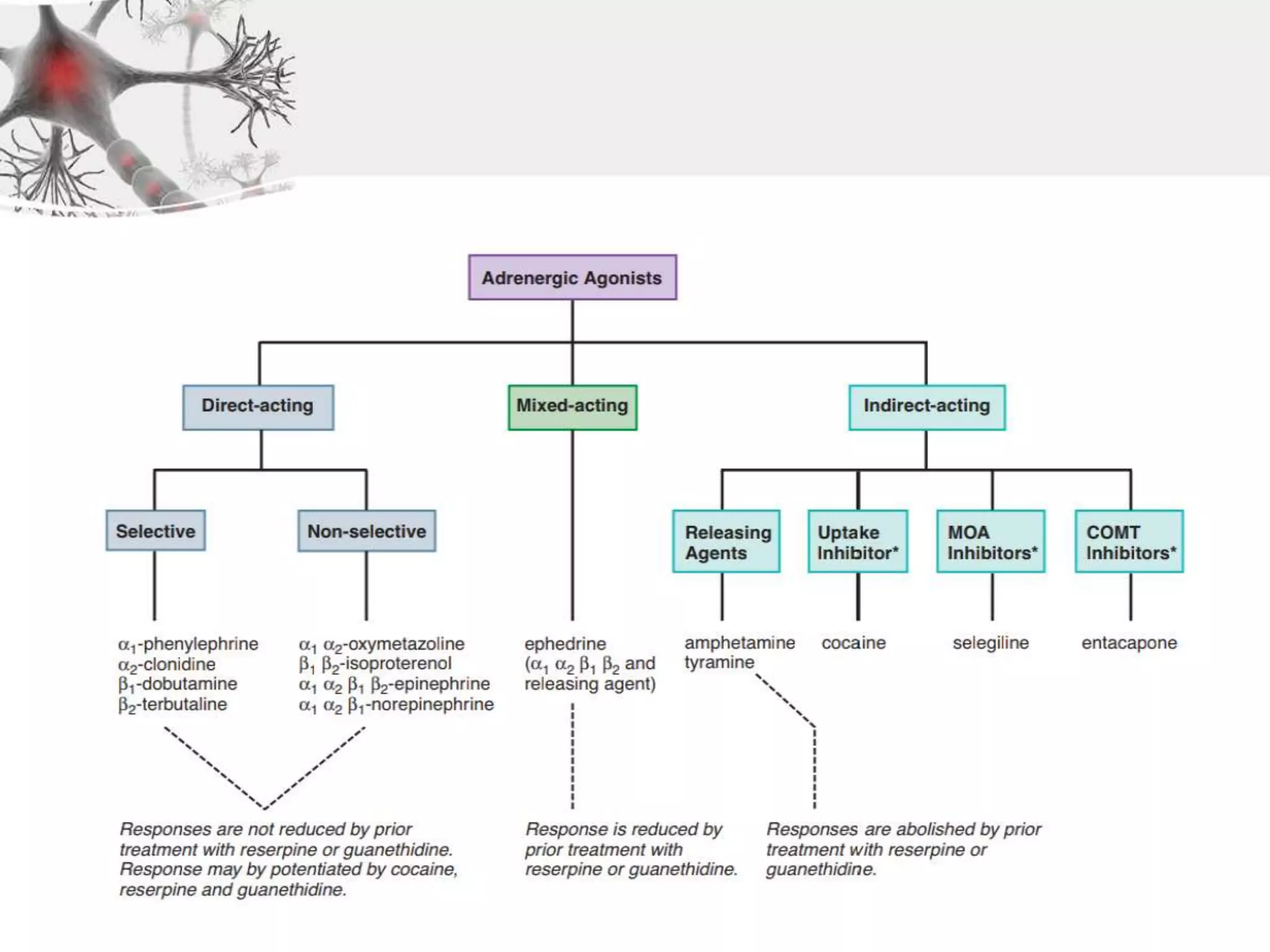 Sympathomimetics or Adrenergic Agonists (Introduction, Classification ...