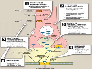 Sympathomimetics or Adrenergic Agonists (Introduction, Classification ...
