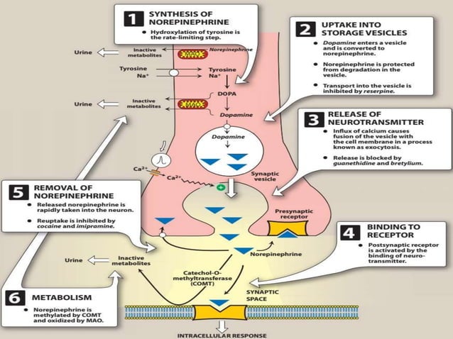 Sympathomimetics or Adrenergic Agonists (Introduction, Classification ...