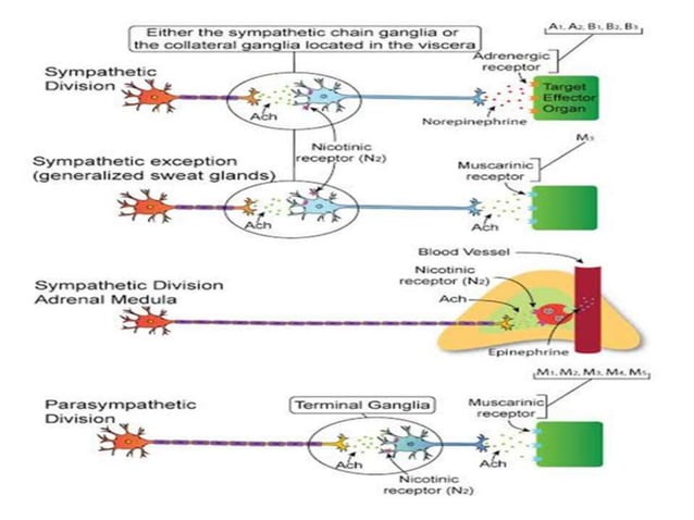 Sympathomimetics or Adrenergic Agonists (Introduction, Classification ...