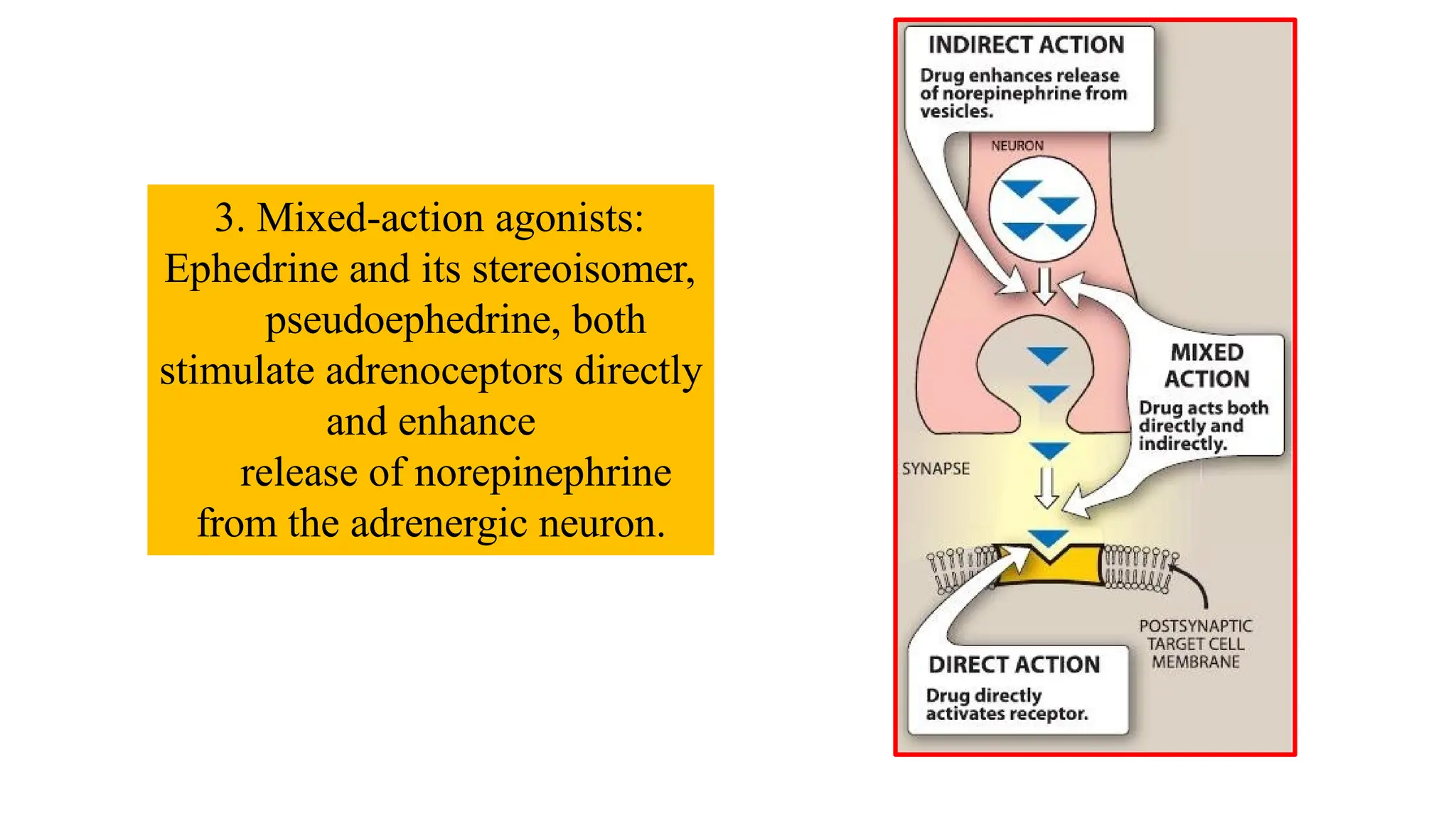 Unit 3 Sympathomimetic drugs/Adrenergic agonists U3.ptx