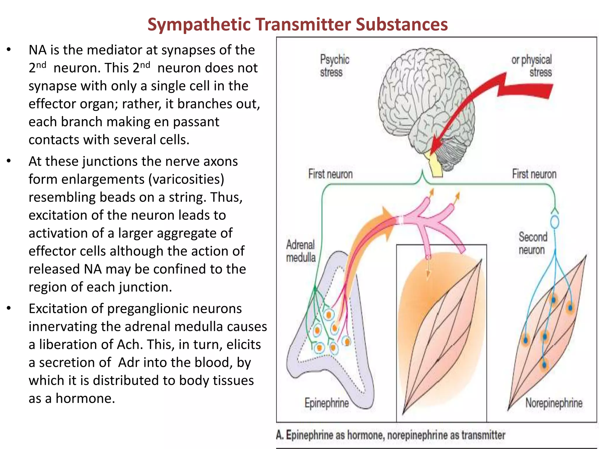 SympathomimiticsPpt2003 (2).ppt
