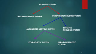 SYMPATHOMIMTIC AND SYMPATHOLYTICS DRUGS.pptx | Heart and Cardiovascular ...