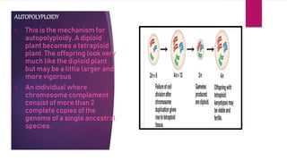 SYMPATRIC SPECIATION.pptx