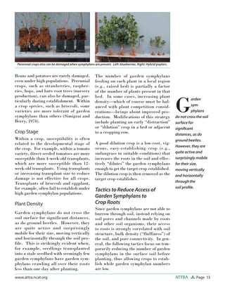 Symphylans: Soil Pest Management Options | PDF