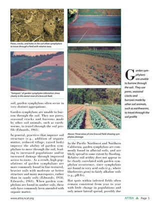 Symphylans: Soil Pest Management Options | PDF