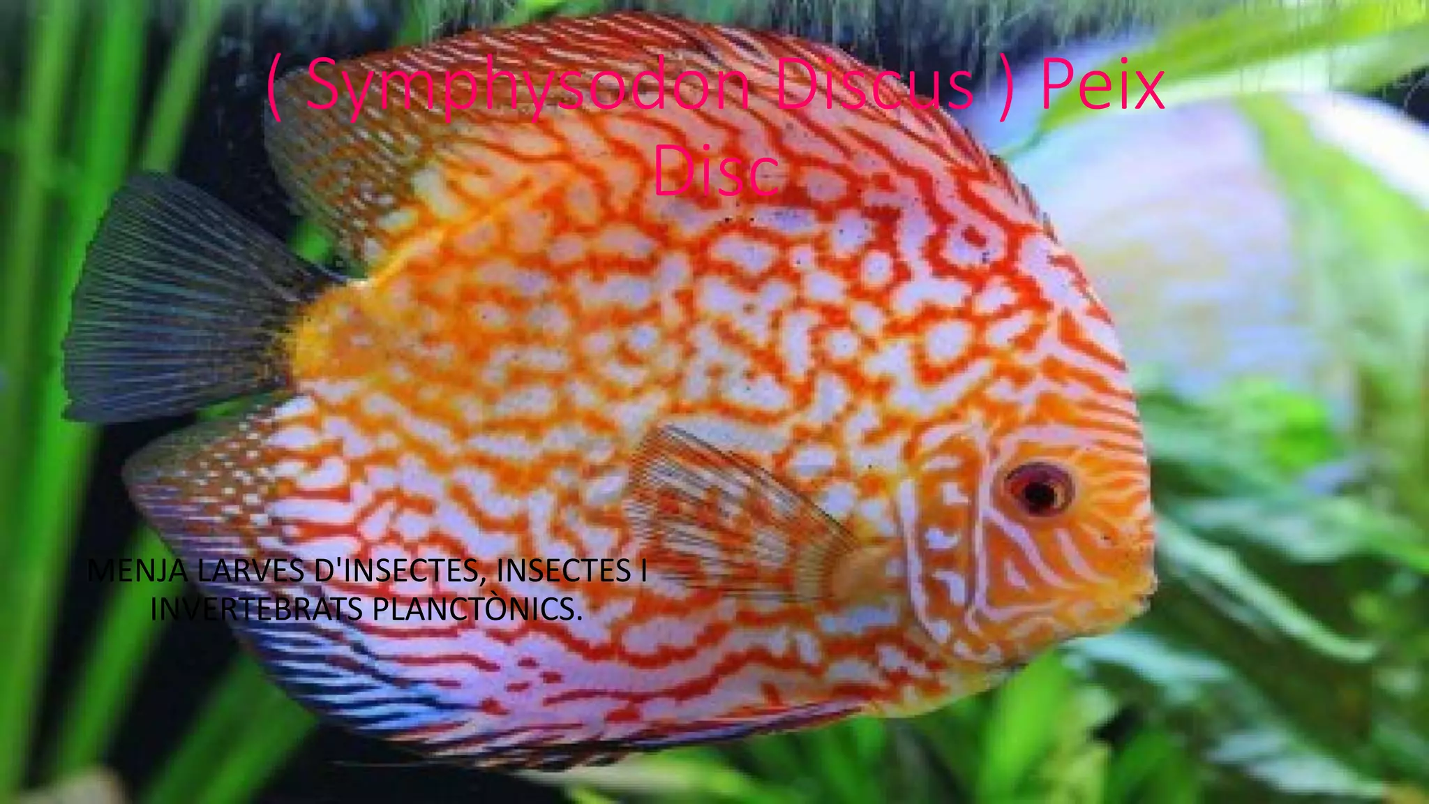 Symphysodon discus (peix disc) | PPTX