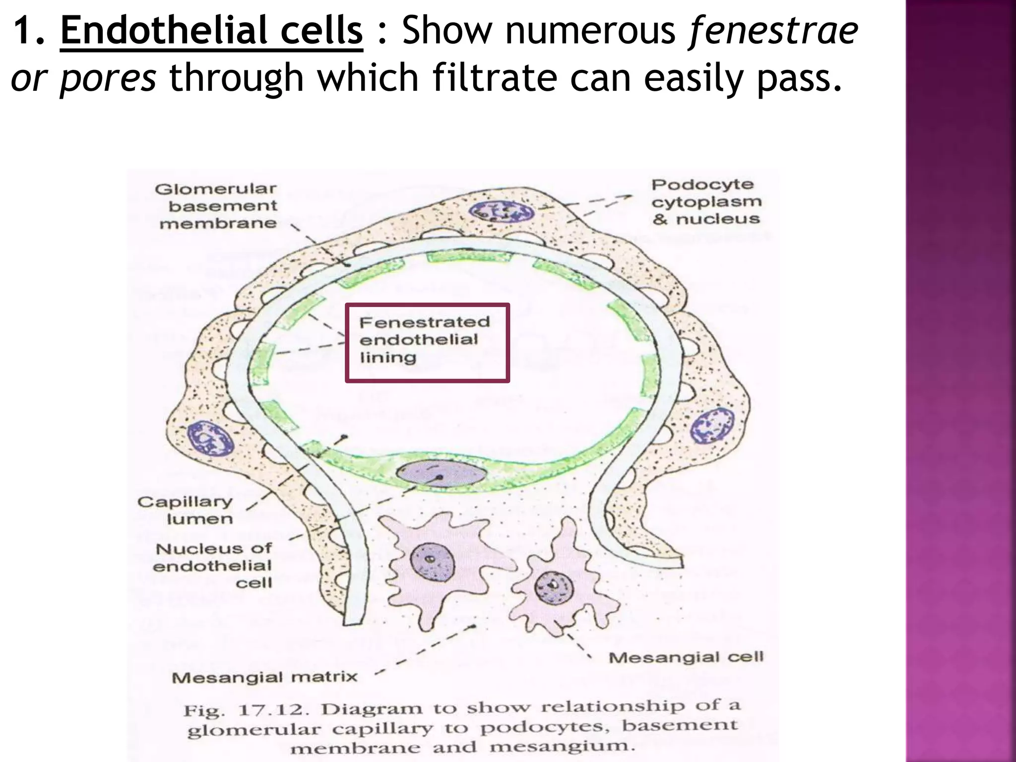 Histology of Glomerulus | PPTX