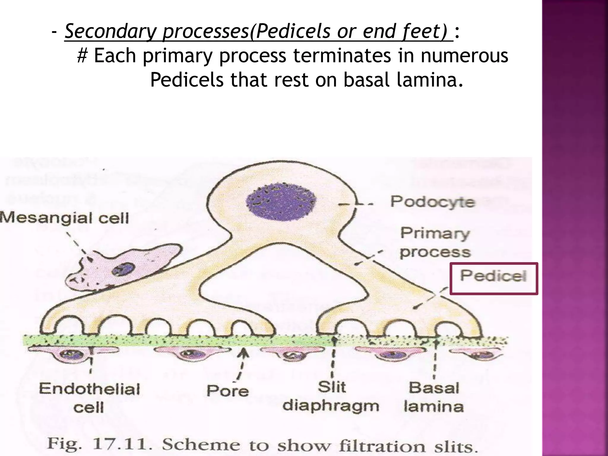 Histology of Glomerulus | PPTX
