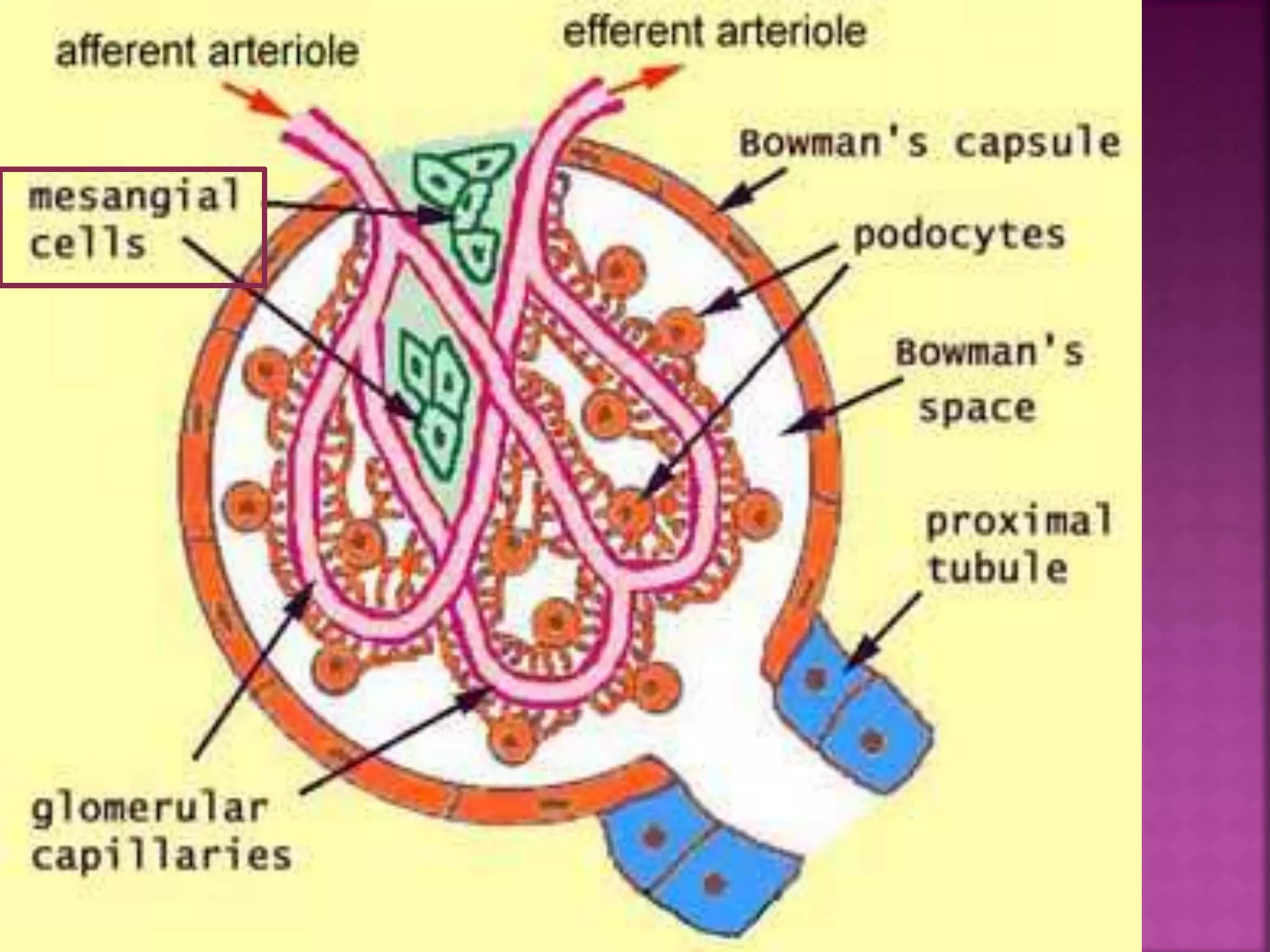 Histology of Glomerulus | PPTX