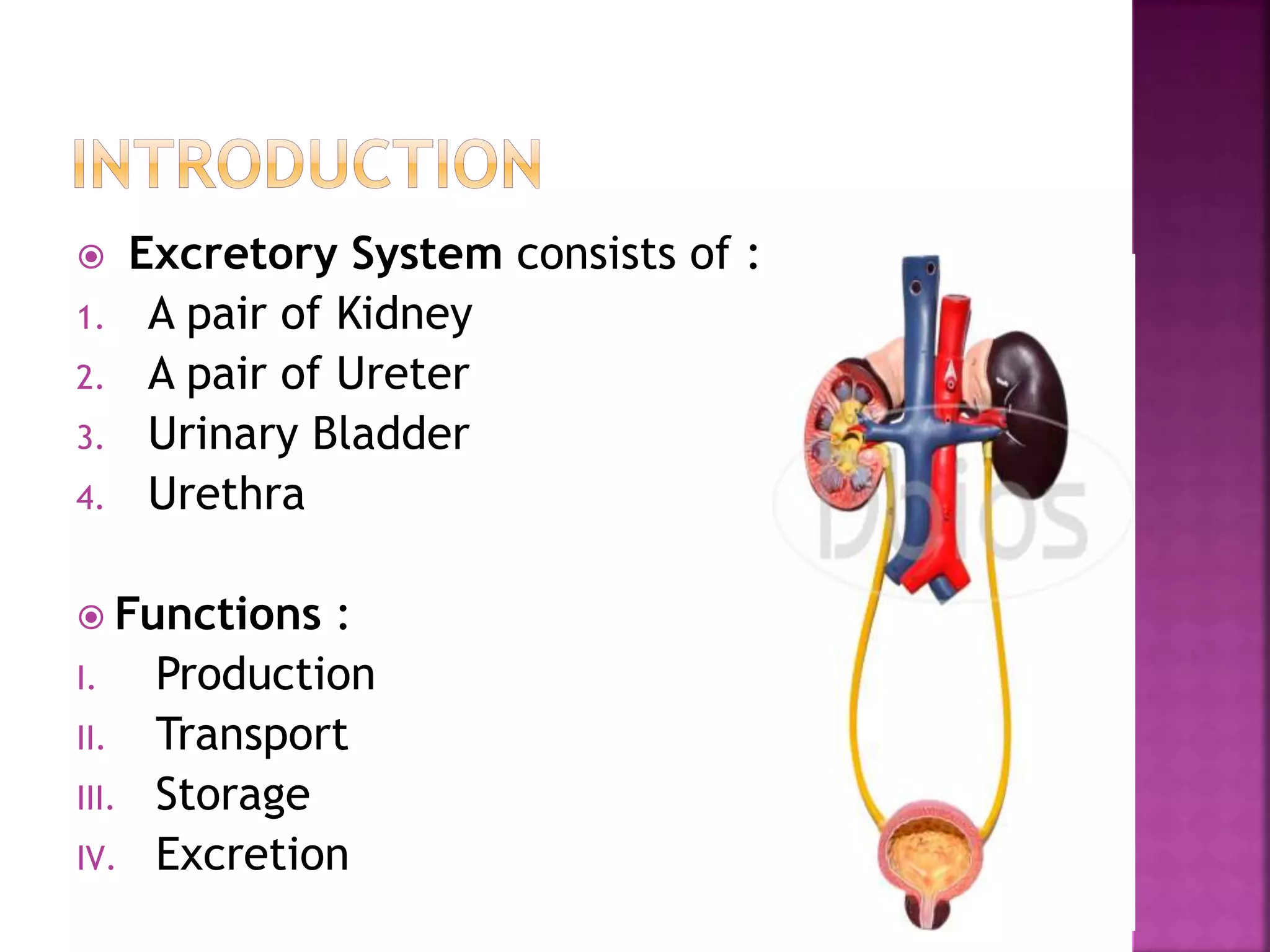Histology of Glomerulus | PPTX