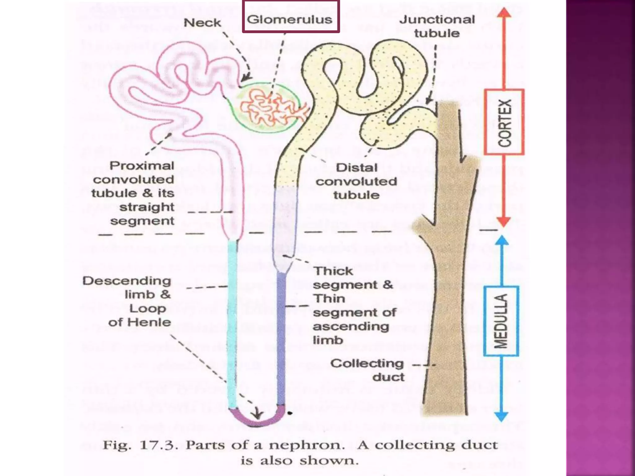 Histology of Glomerulus | PPTX