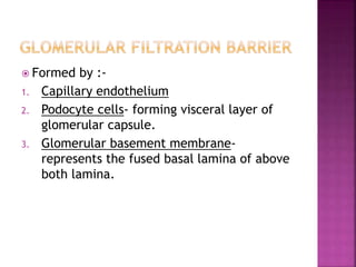 Histology of Glomerulus | PPTX