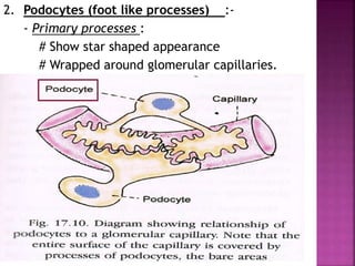Histology of Glomerulus | PPTX