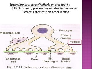 Histology of Glomerulus | PPTX