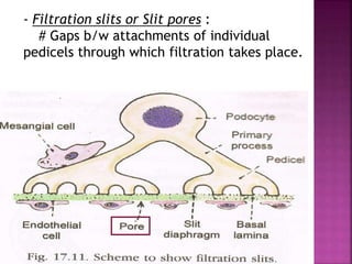 Histology of Glomerulus | PPTX