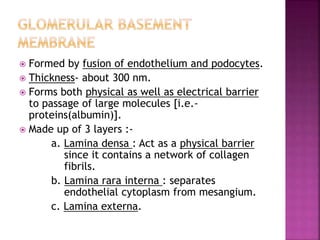 Histology of Glomerulus | PPTX