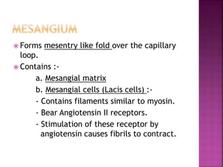 Histology of Glomerulus | PPTX