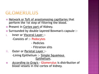 Histology of Glomerulus | PPTX