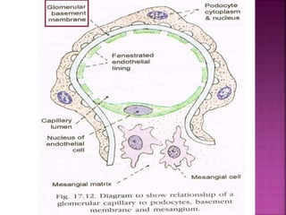 Glomerulus Histology