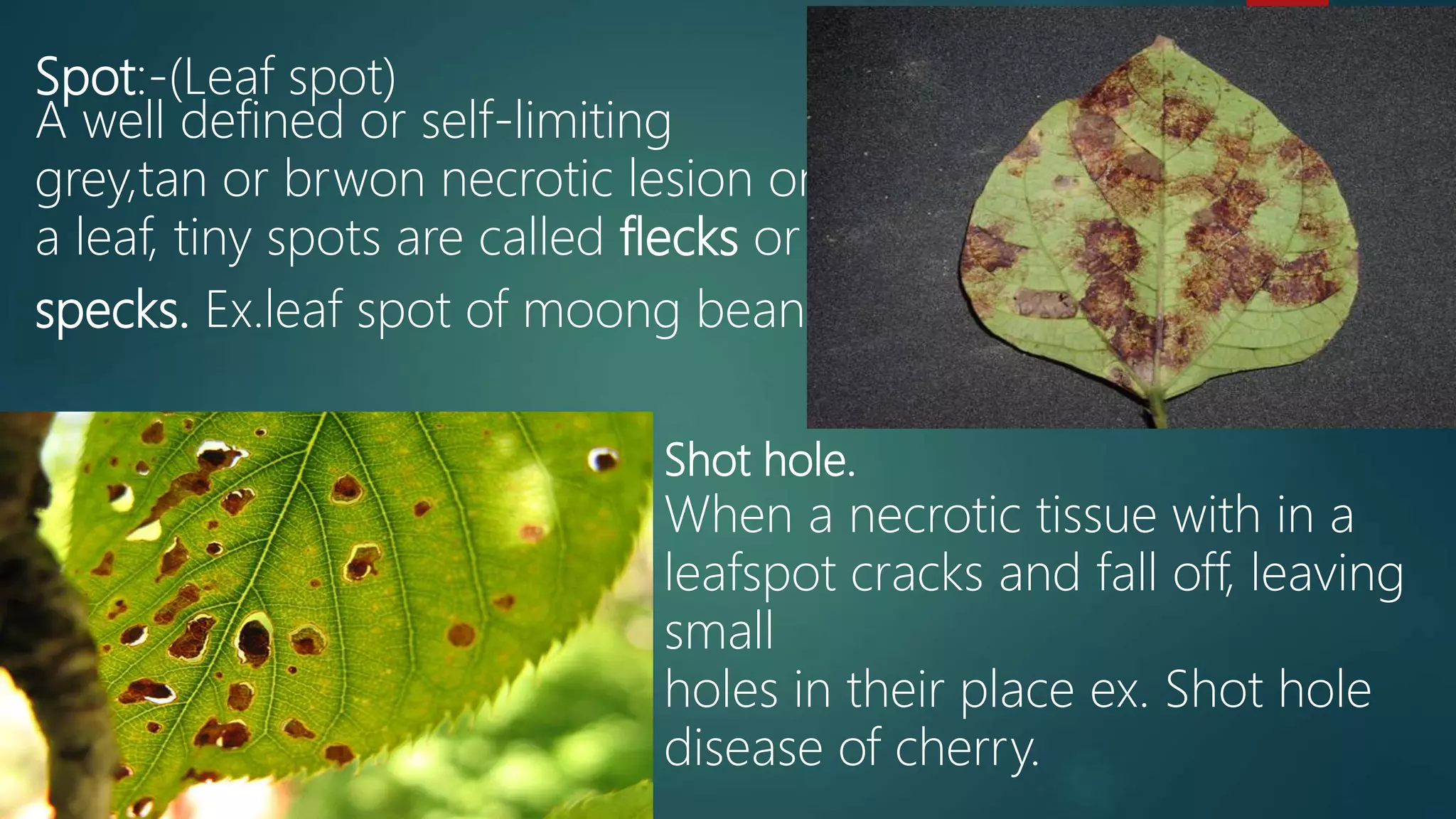Symptoms of plant disease (symptomology) | PPTX