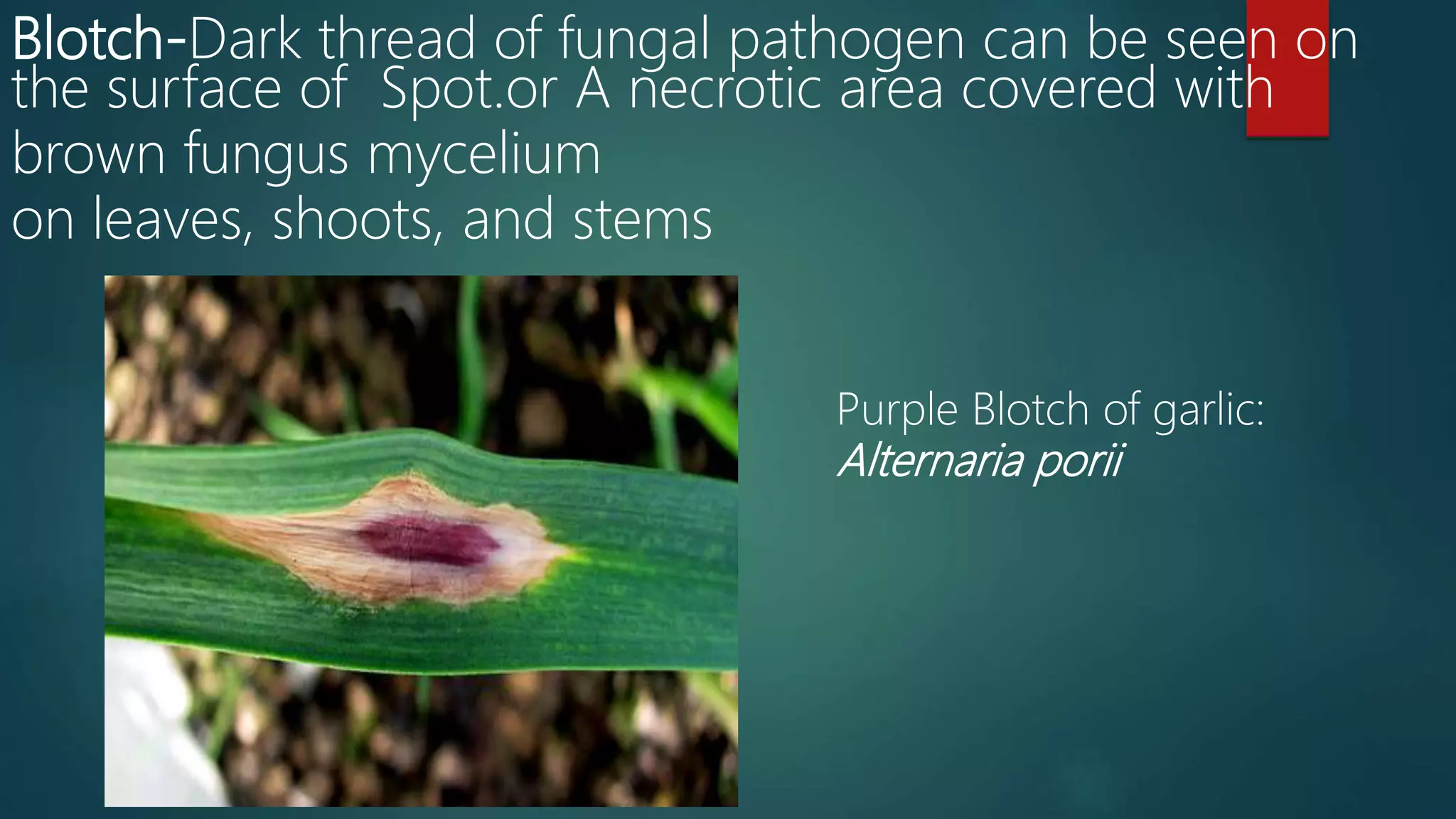 Symptoms of plant disease (symptomology) | PPTX