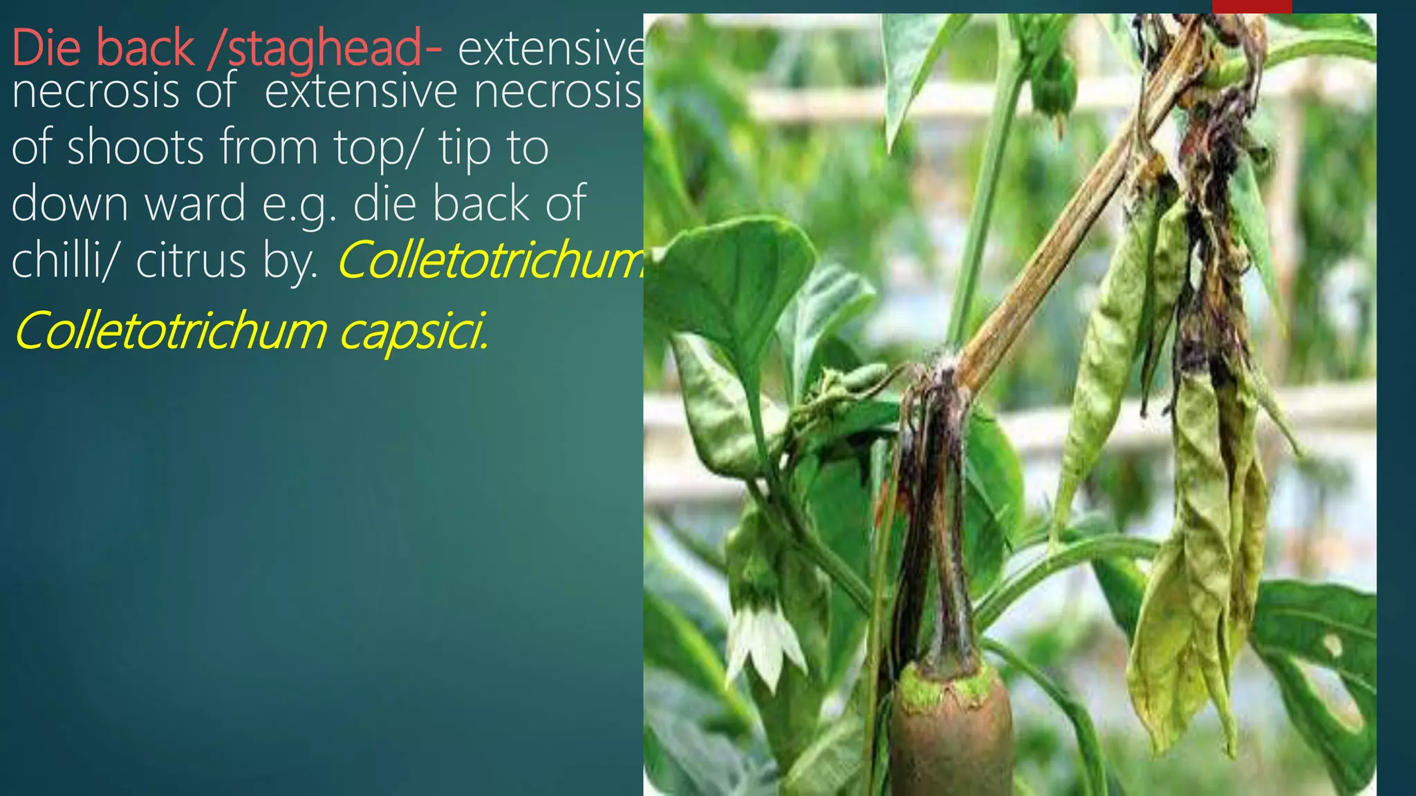 Symptoms of plant disease (symptomology) | PPTX