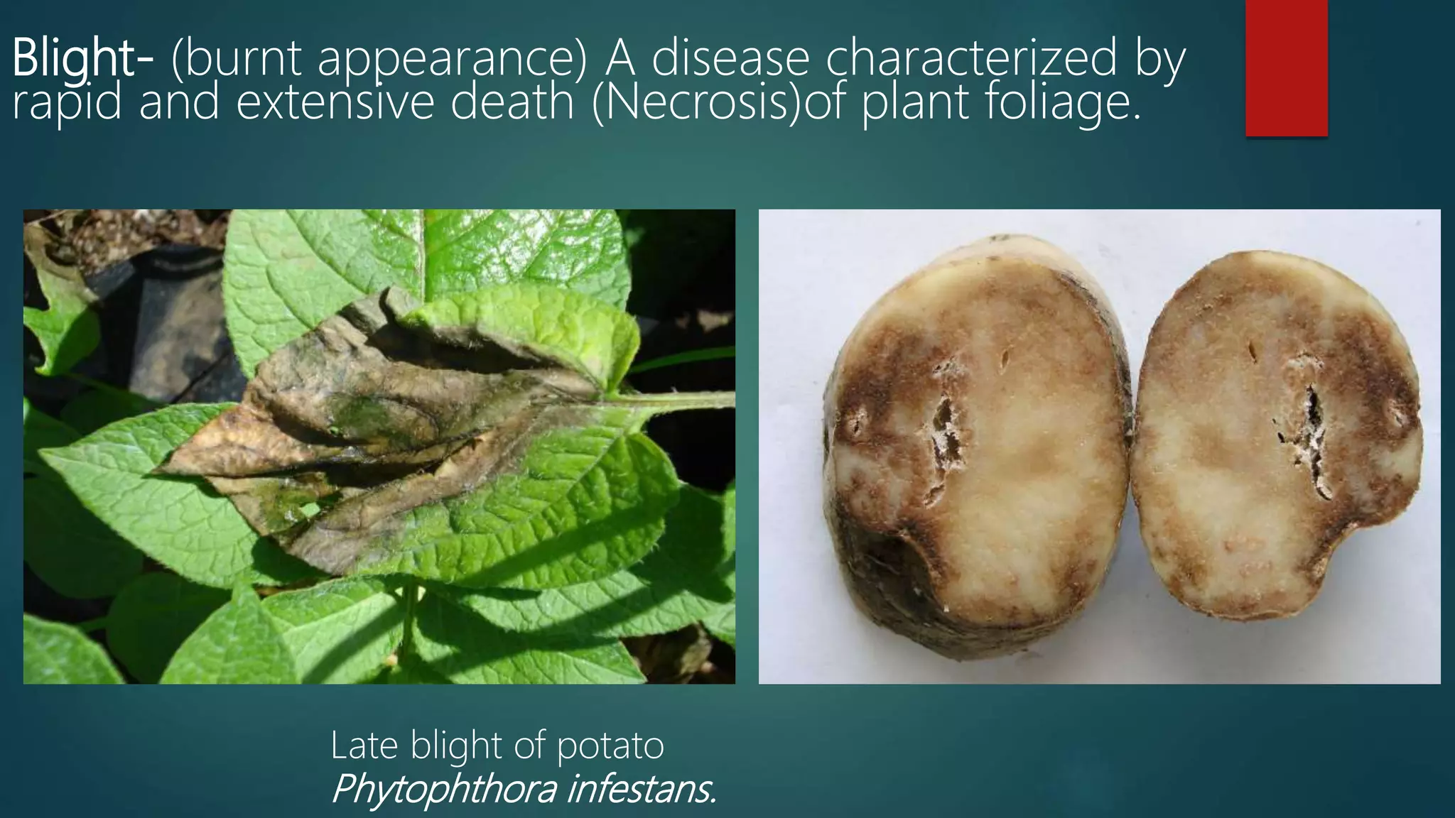 Symptoms of plant disease (symptomology) | PPTX