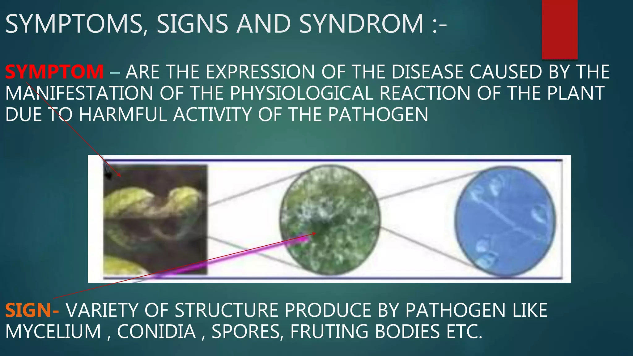 Symptoms of plant disease (symptomology) | PPTX