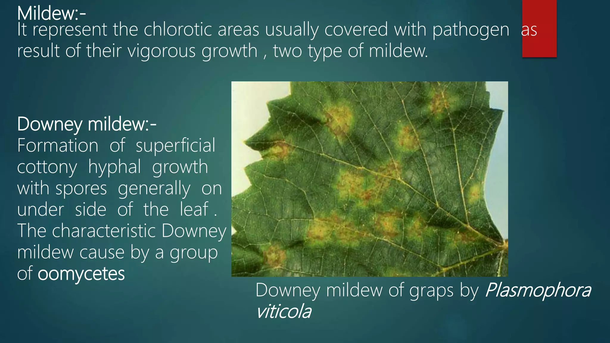 Symptoms of plant disease (symptomology) | PPTX