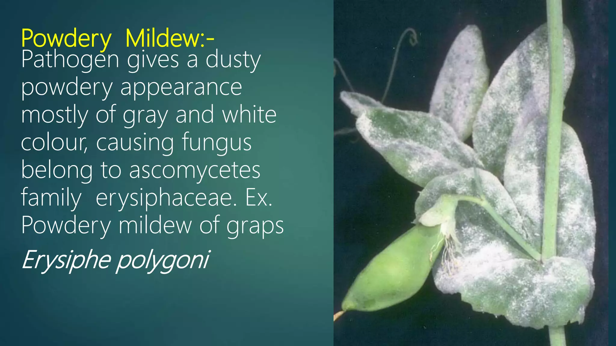 Symptoms of plant disease (symptomology) | PPTX
