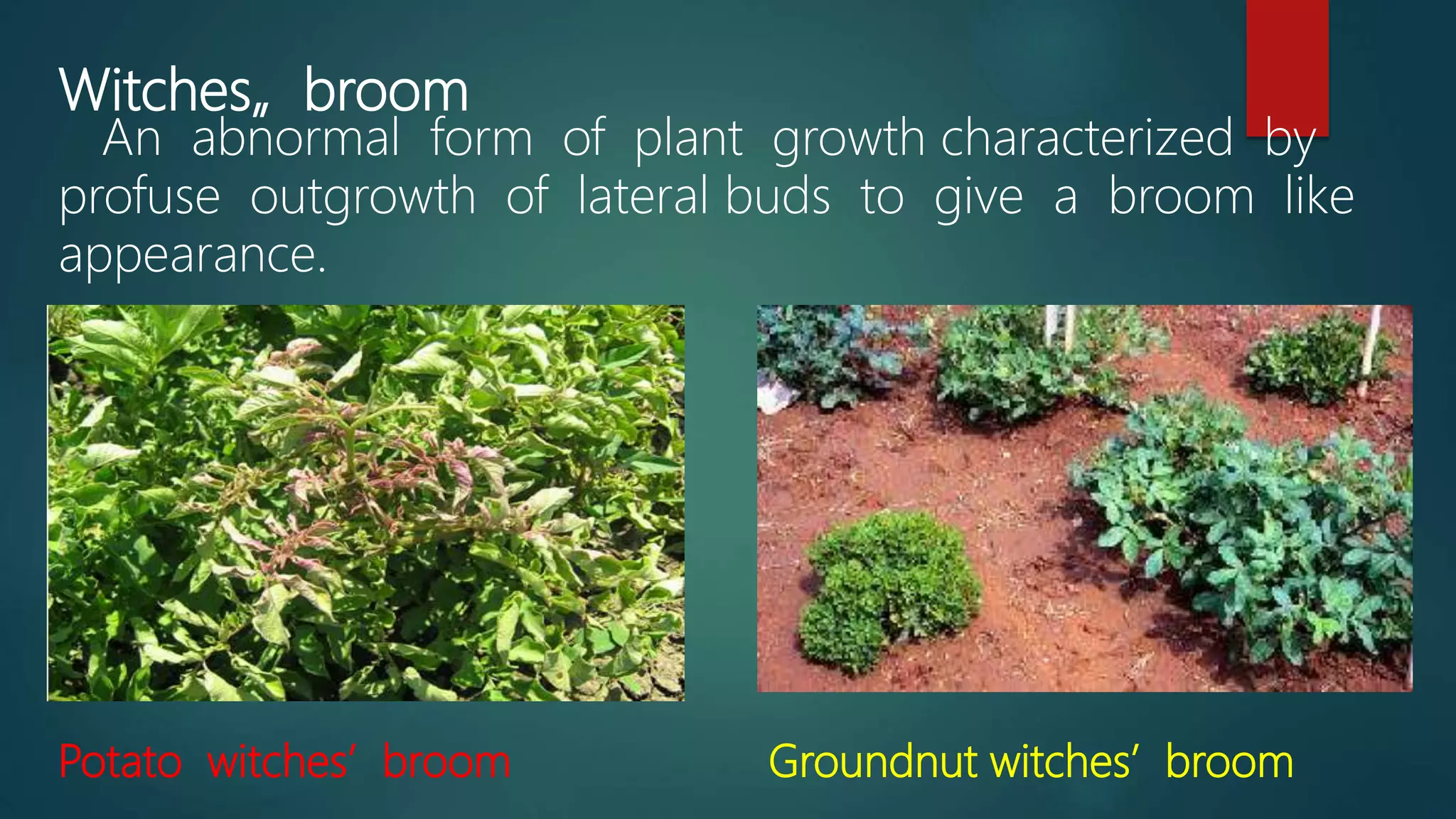 Symptoms of plant disease (symptomology) | PPTX