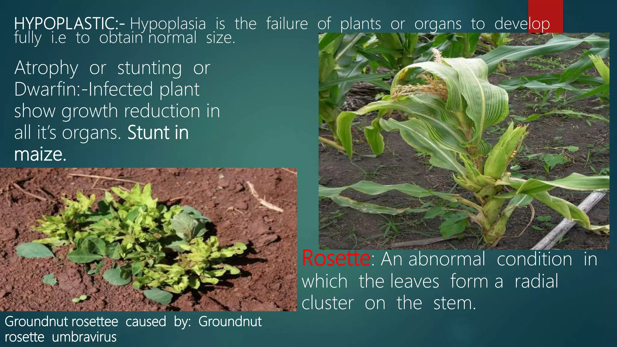 Symptoms of plant disease (symptomology) | PPTX