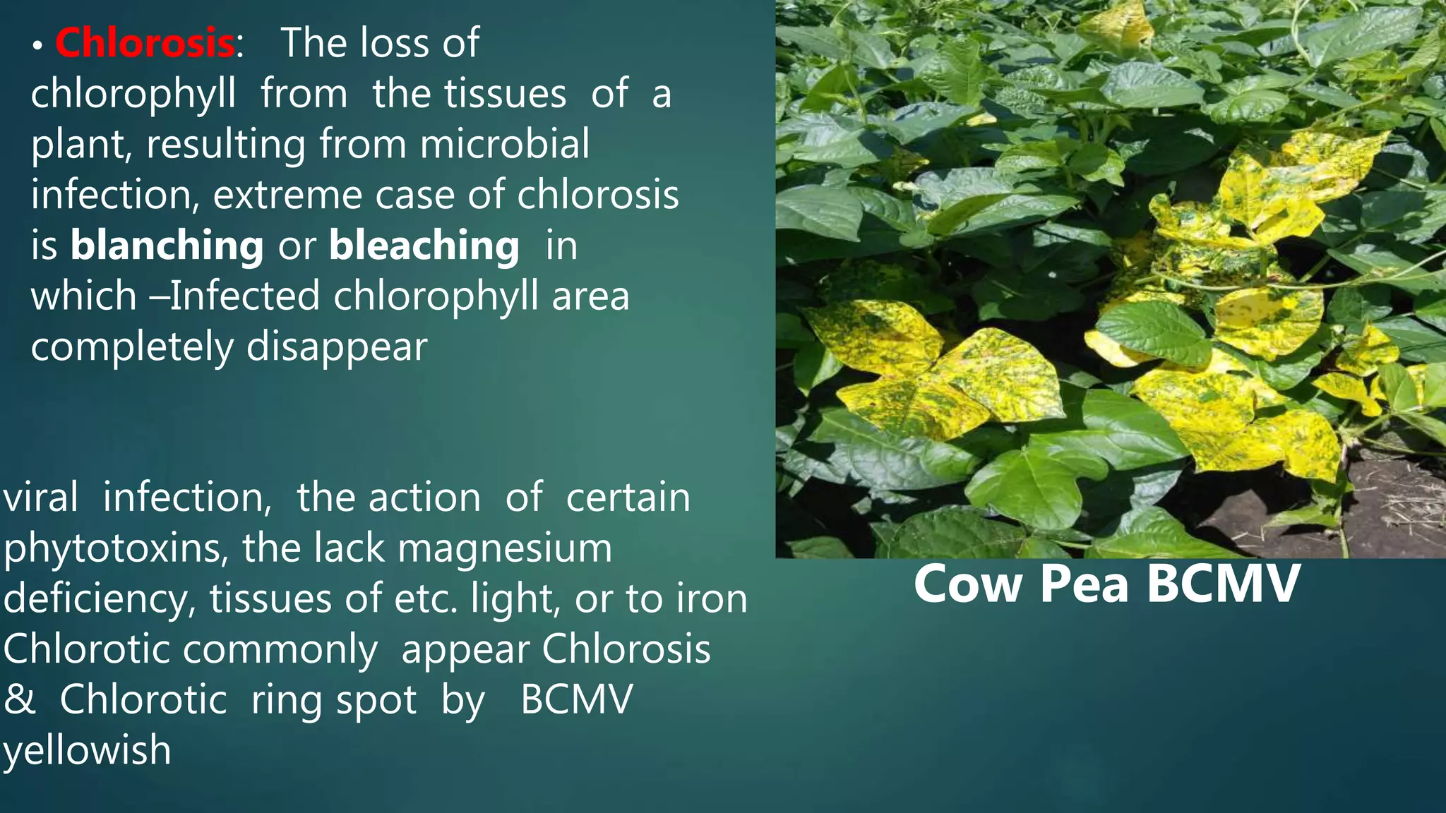 Symptoms of plant disease (symptomology) | PPTX