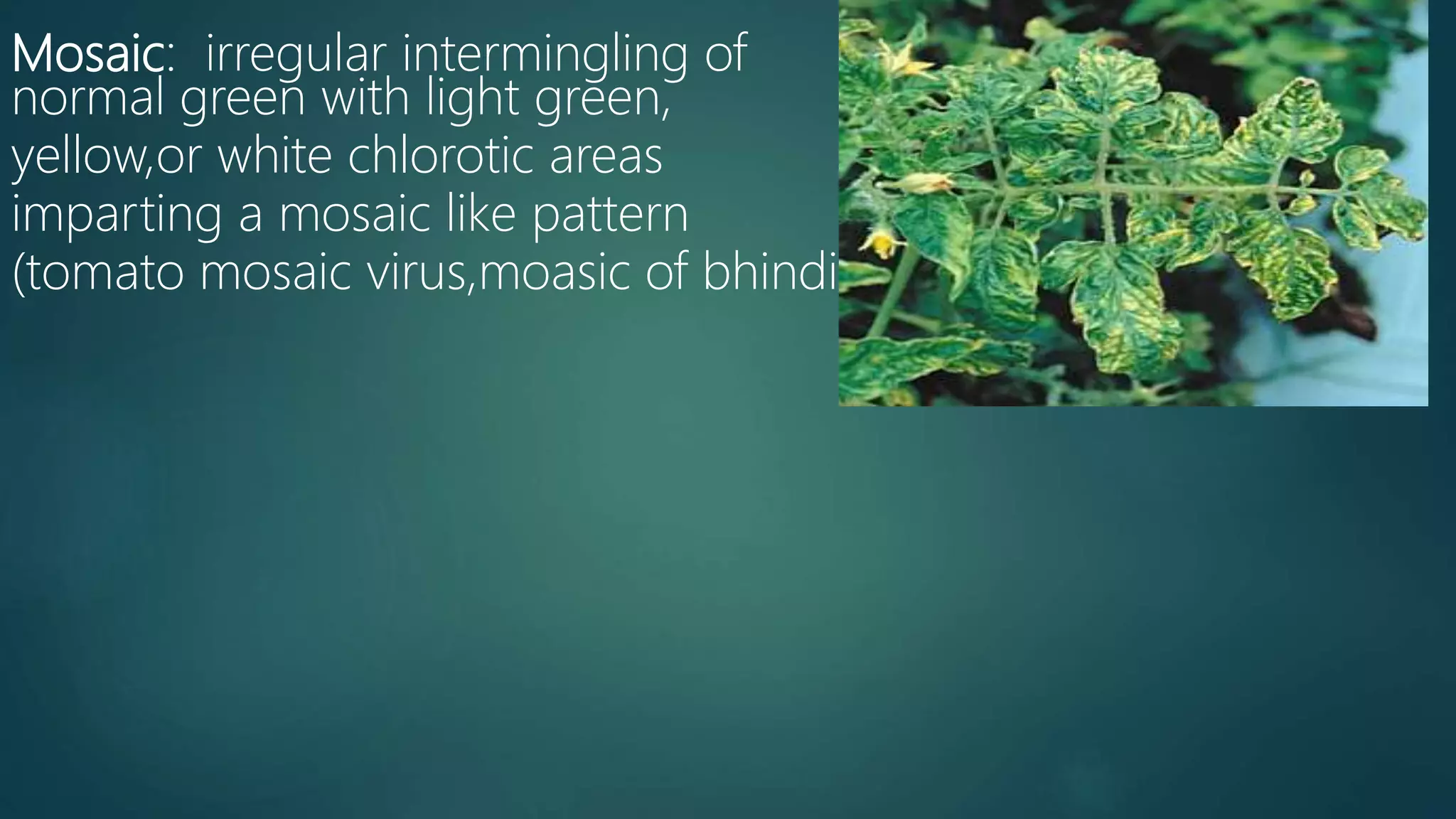 Symptoms of plant disease (symptomology) | PPTX