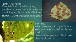 Symptoms of plant disease (symptomology) | PPTX