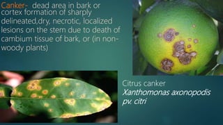 Symptoms of plant disease (symptomology) | PPTX