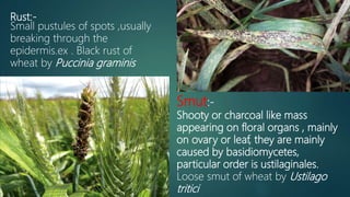 Symptoms of plant disease (symptomology) | PPTX