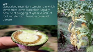 Symptoms of plant disease (symptomology) | PPTX