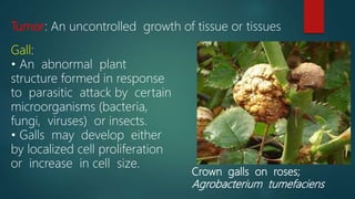 Symptoms of plant disease (symptomology) | PPTX