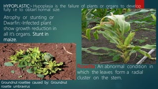 Symptoms of plant disease (symptomology) | PPTX