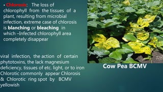 Symptoms of plant disease (symptomology) | PPTX