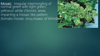 Symptoms of plant disease (symptomology) | PPTX