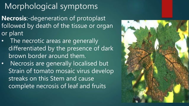 Symptoms of plant disease (symptomology) | PPTX